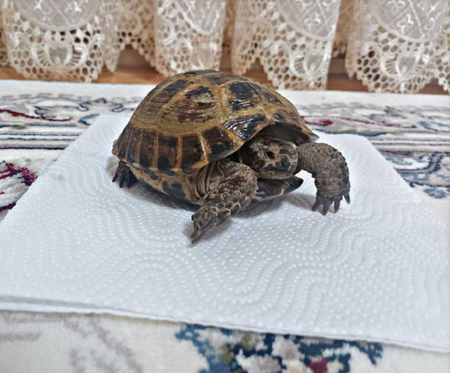 Toshbaqa sotiladi! ( Продается черепаха!)