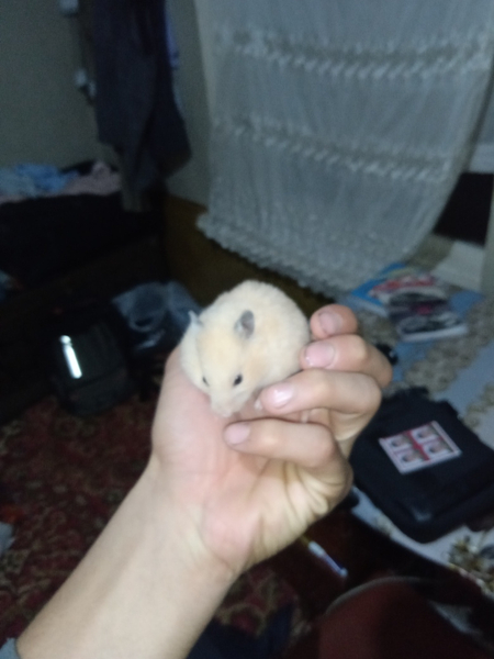 Xomyak djfjfkudhyhd