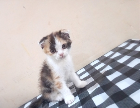 Zotli mushuk scottish fold