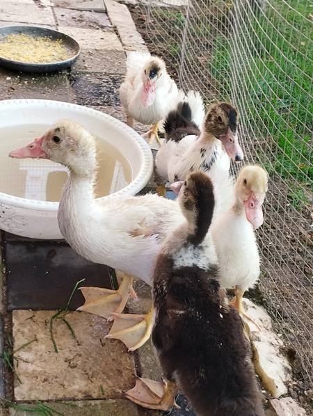 Пародали Индоутка 3 ойоик