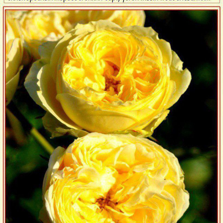 Atirgul oliy navli ko\\\'chatlar