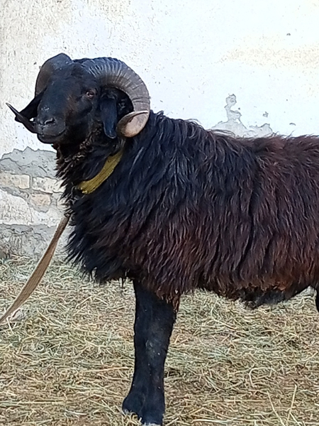 Jangara Shishak barra sotiladi