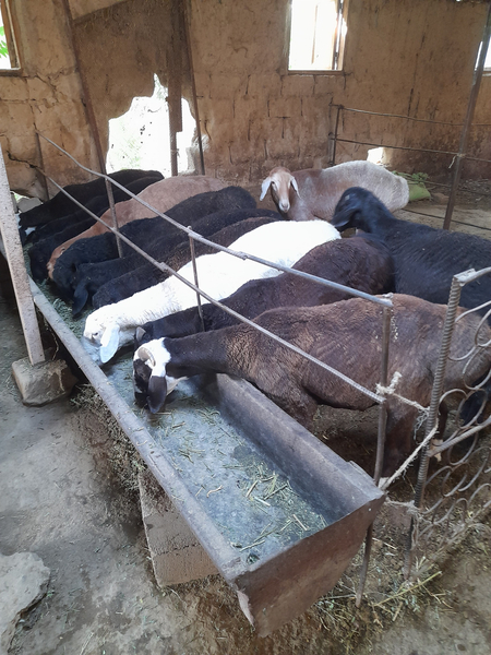 Quchqorlar sotiladi