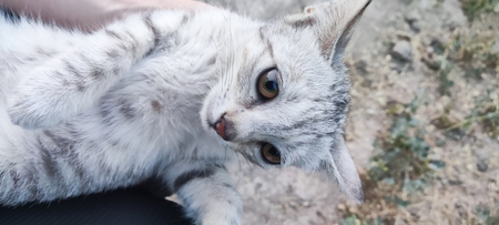 Кошечка 3 месяца в ХОРОШИЕ РУКИ