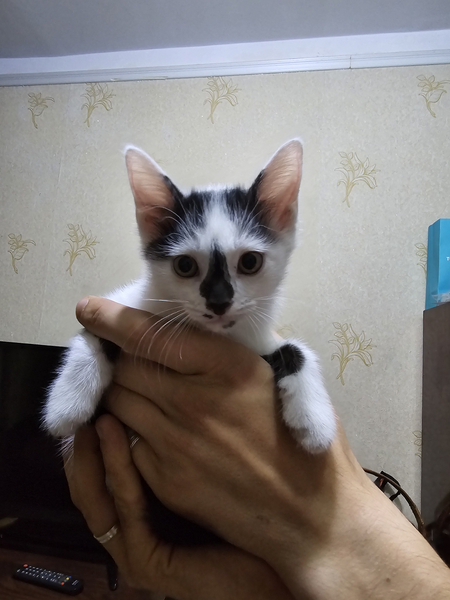 Милые котята в добрые руки Все мальчики