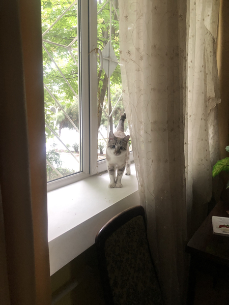 Передержка кошек в квартире.
