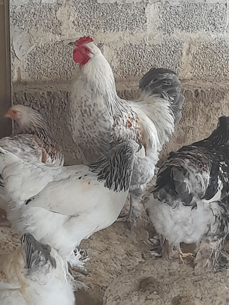 Продаются инкубационные яйца породы брама  светлая и пёстрая