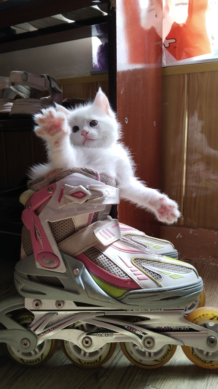 Продаются белые котята