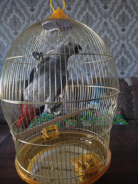Продается Jako 1 годик