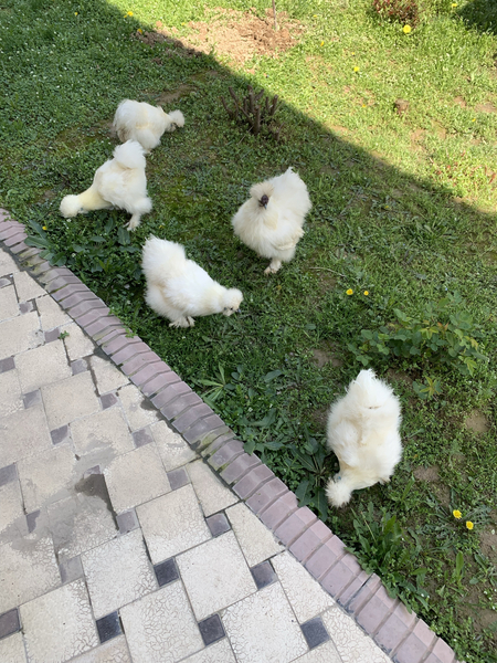 Sholk  xoroz makionlari bilan