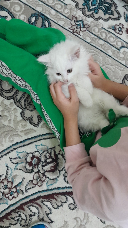 Котёнок 2 месяца