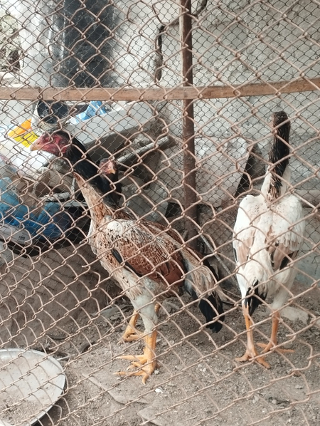 mokyonlar sotiladi