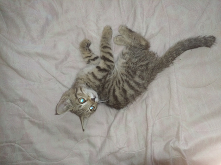 Котёнок в хорошие руки