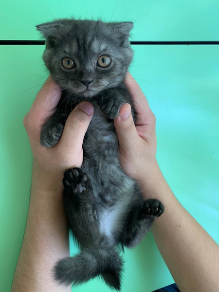 Шотландские котята!