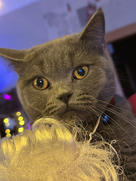 Кошка Британка Mushuk zotdor