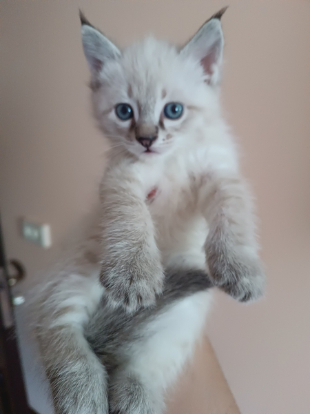 Продаются тайские (сиамские) котята