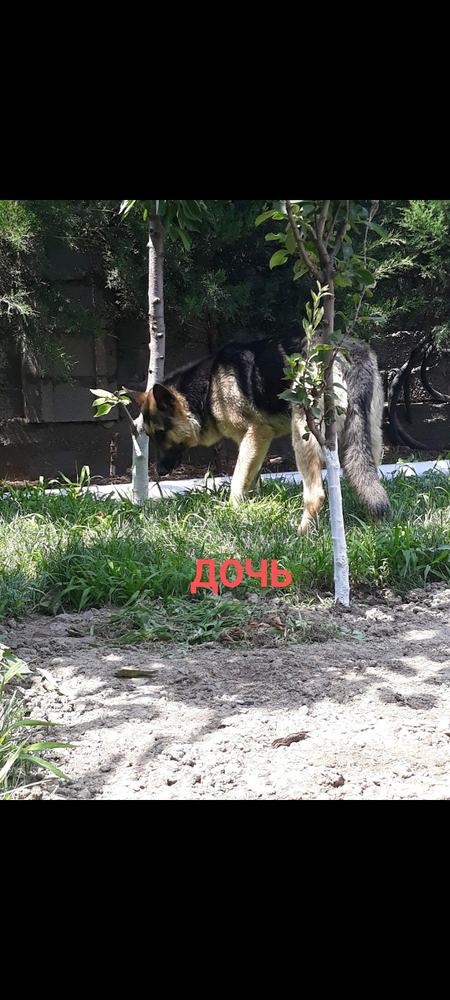 Чистокровный щенок восточно-европейской овчарки  без примеси др пород