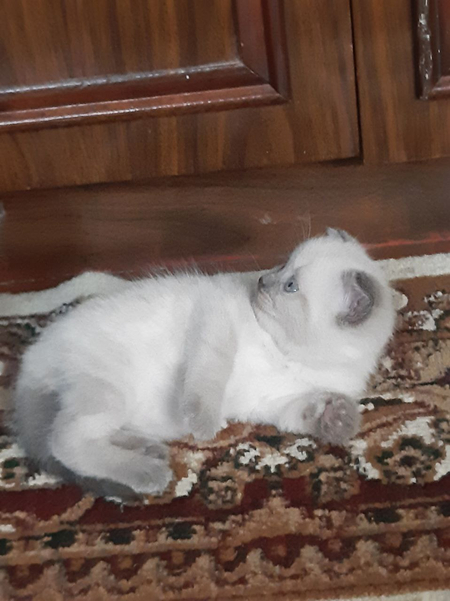 Продаётся котята
