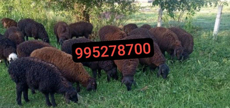Qassob service  кассобчилик хизмати  Кассоб сервисе