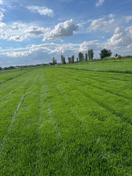 Рулонный и посевной газон