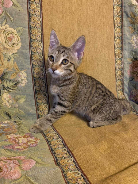 Котёнок в хорошие руки