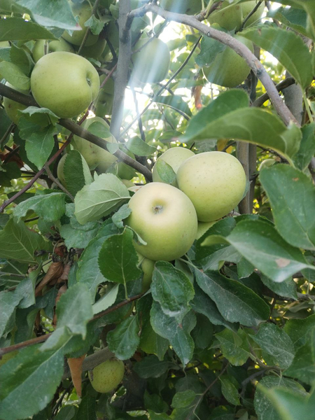 Golden navli olma sotiladi