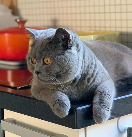Вязка Скоттиш Страйт