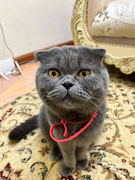 Скоттиш фолд мушук