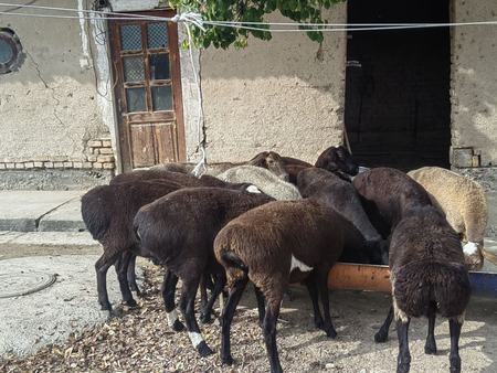 Xisor qoylar sotiladi