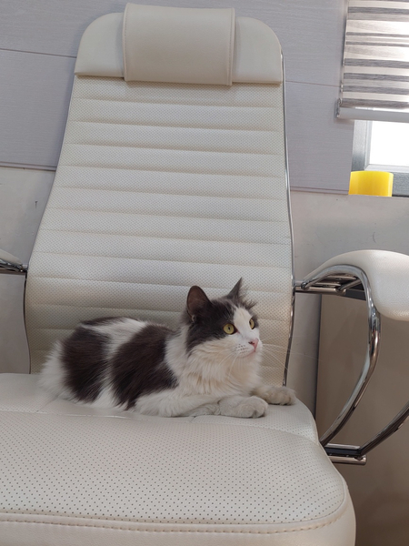 Кошка пушистая. Котят не будет (стерилизованная))