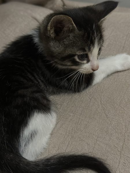 Котенок мальчик! Отдам в хорошие руки бесплатно