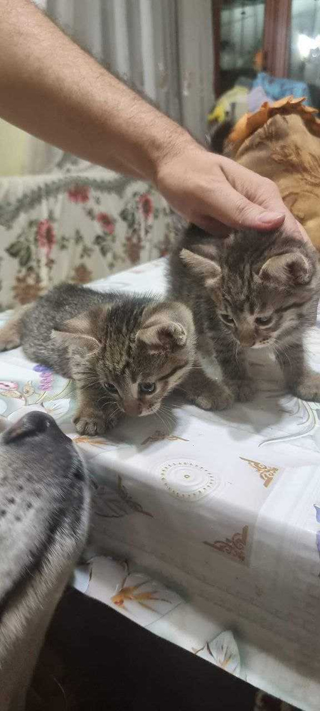 Отдам в хорошие руки даром котята девочки