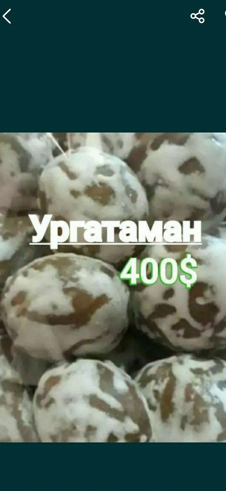 Бир кунда ургатамиза