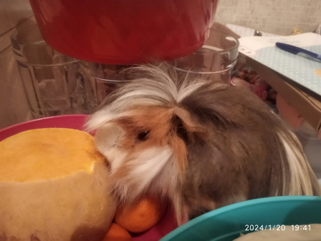 Морские свинки домашние питомцы