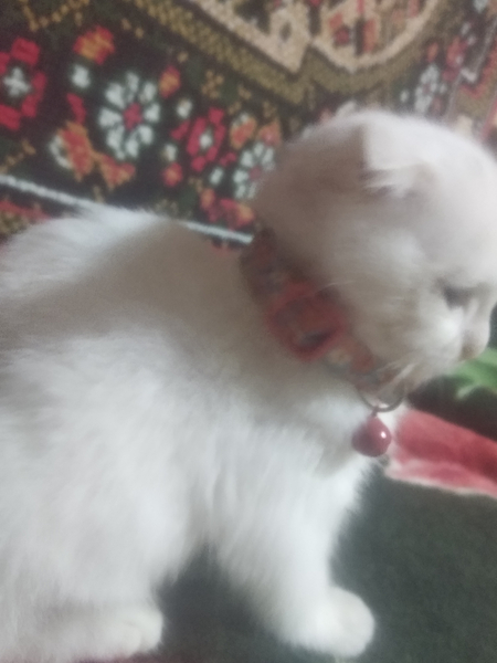 Кошка веслоухая разноглазая