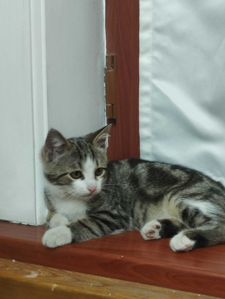 Срочно продаёться котят
