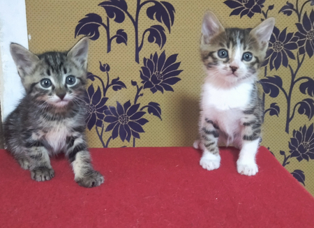 Азиатские тaбби котята продаются