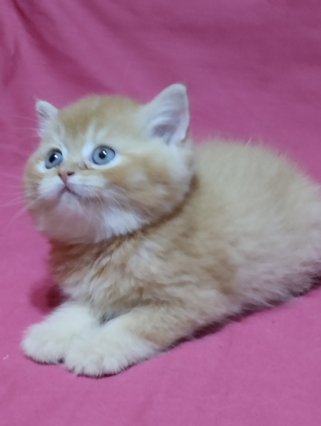 Продаю котят шотландские