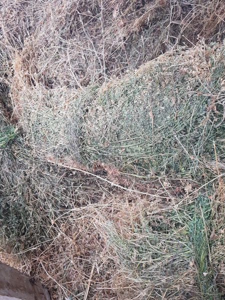 Beda boglarini sotamiz
