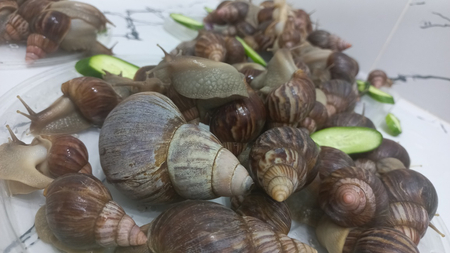 Arzon VA Juda ham yaxshi ulitkalar