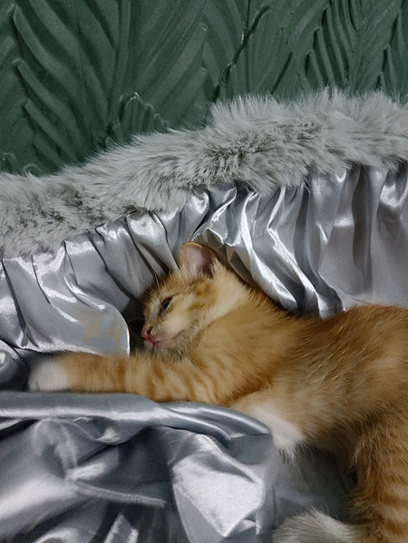 Котенок 1,5 месяц