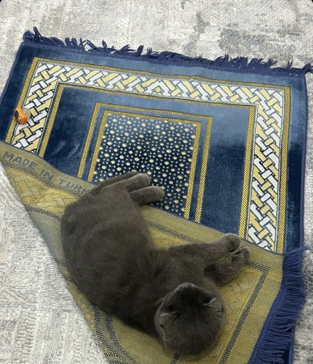 Шатландская кошка