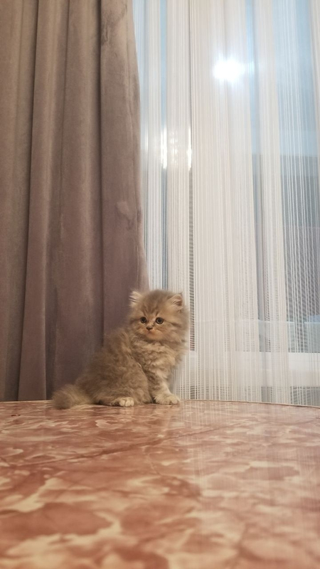 Heyland stray 2.oylik qiz bola