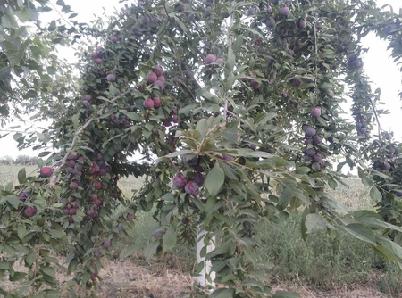 Olxoʻri sotiladi