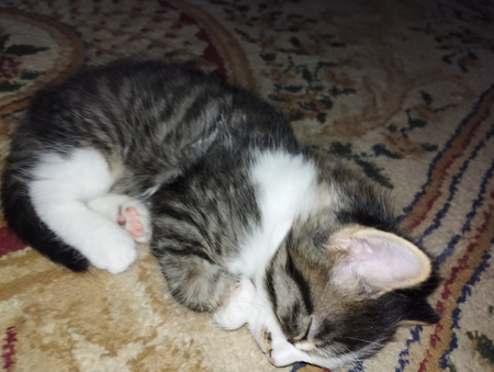 Трое котят отдам в хорошие руки