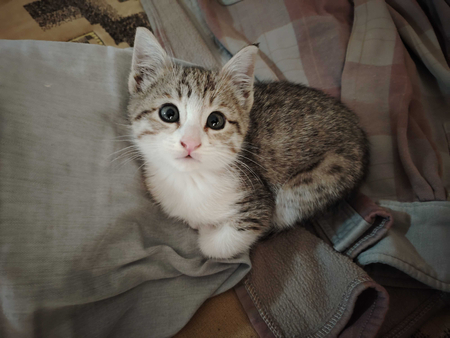 Продаётся очень красивый котёнок