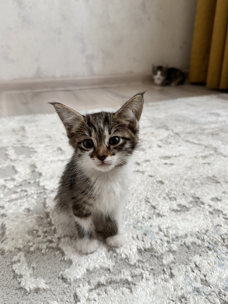 Отдам Котят