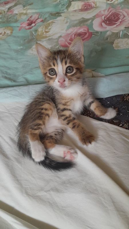 Котята девочки 2 месяца