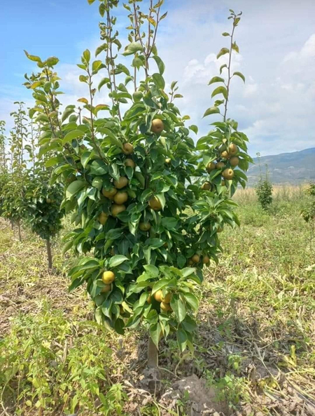 KoChatChi дан барокатли кучатлар