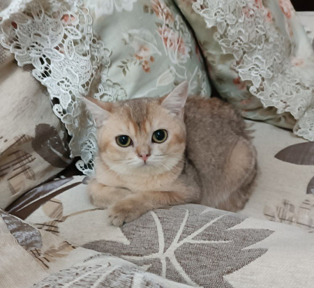 Британская шиншилла! 3 месяца.